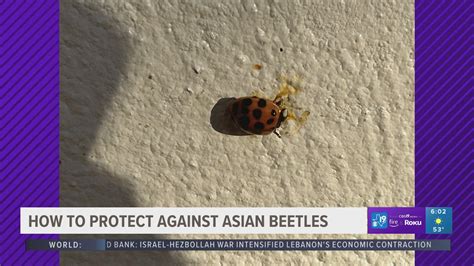 Asian Lady Bugs Making Waves Over East Texas Social Media Cbs19 Tv