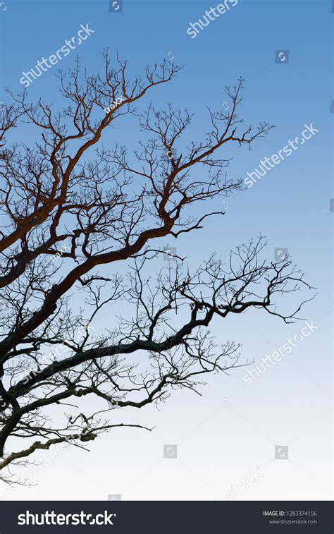 Tree Branches Sky Background Stock Photo Shutterstock