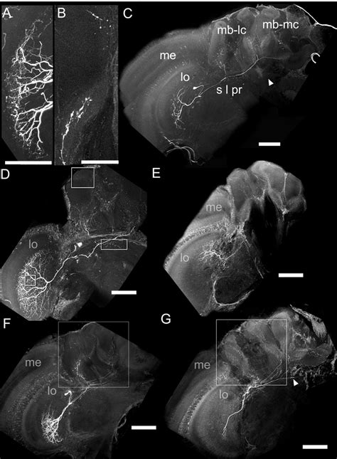 Mushroom Body Mb Visual Input Neuron Projections A Input Regions