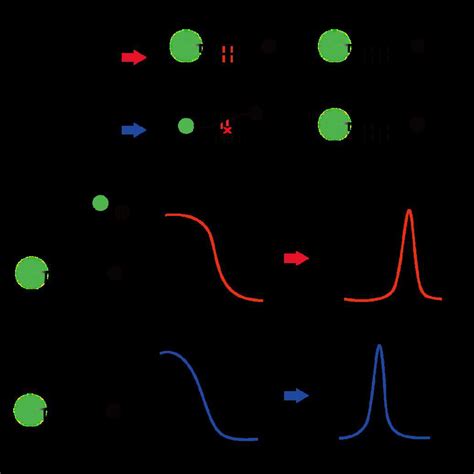 Detection Methods For Gene Deletion And Mutation In Sars Cov 2 A