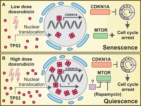Tp53 And Mtor Crosstalk To Regulate Cellular Senescence Figure F1 Aging