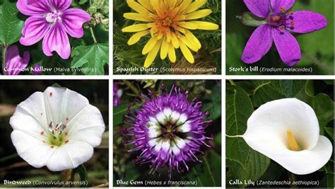 Обучение распознаванию собственных изображений в TensorFlow