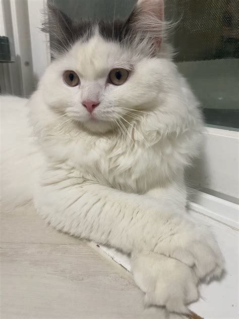 노르웨이숲 라떼 고양이 책임분양♥분양완료 고양이입양 강아지입양 유기견입양 현황 아이조아보호소