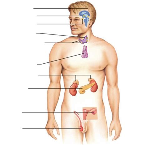 Endocrine Organs Diagram Quizlet