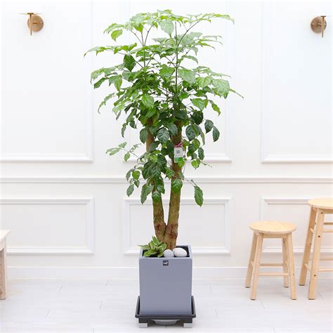 녹보수 키우기 물 주기 관리법 네이버 블로그