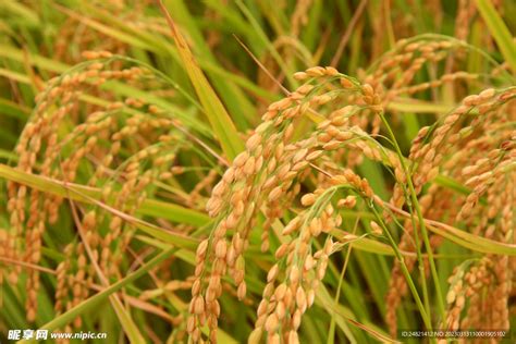 水稻摄影图 其他 自然景观 摄影图库 昵图网