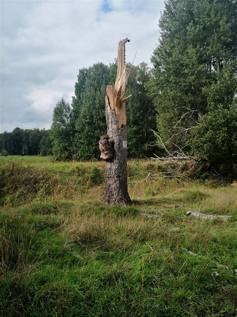 Tree Broken Free Photo On Pixabay Pixabay