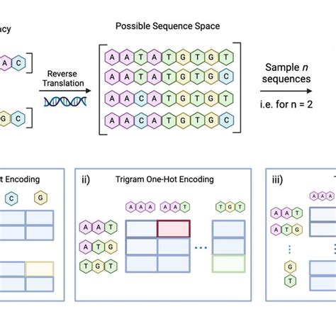 Nucleotide Augmentation Procedure And Encodings Tested Download