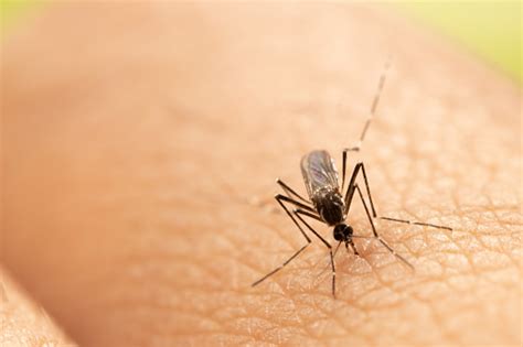 피부에 혈액을 빨 아 Aedes 이집트 티 또는 노란 발열 모기 매크로 클로즈업 다리의 표시와 흉부 상면에 Lyre의 형태로 표시 가시에 대한 스톡 사진 및 기타 이미지
