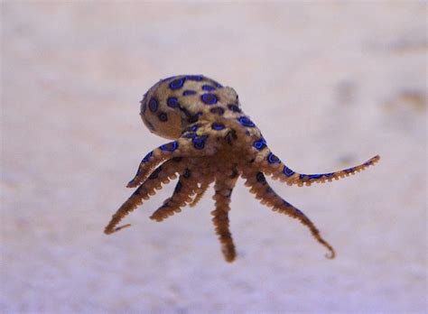파란고리문어 사진모음 모습확인하고 조심하세요 네이버 블로그