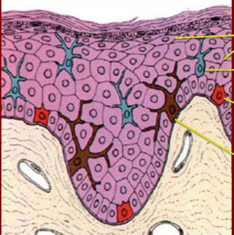 Epidermis Of Thick Skin Flashcards Quizlet