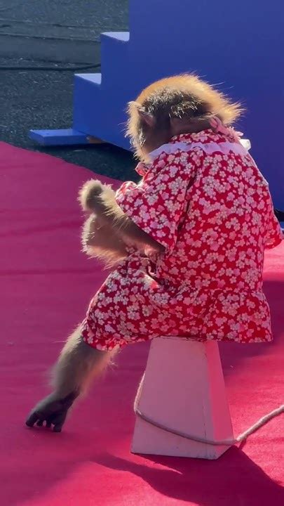 小猴子，你到底在吃什麼？ Youtube