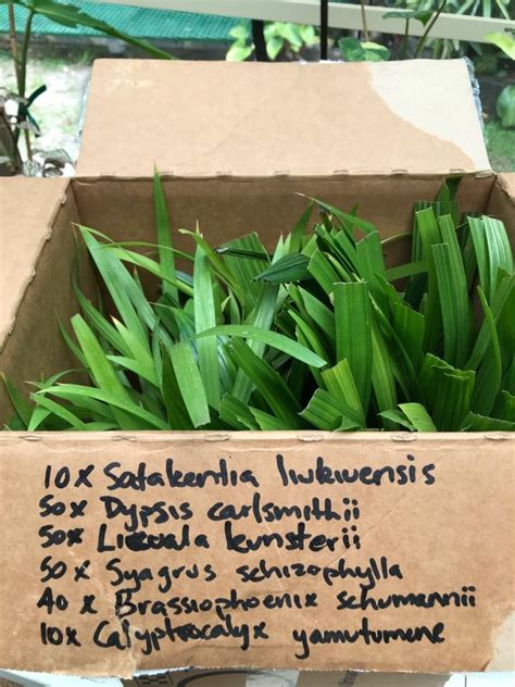 Buying Plants Again Six Palm Varieties For My Collection DISCUSSING PALM TREES WORLDWIDE