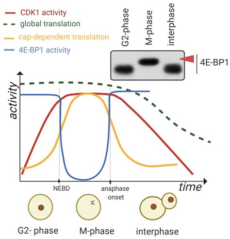 Role Of Cyclin Dependent Kinase 1 In Translational Regulation In The M Phase