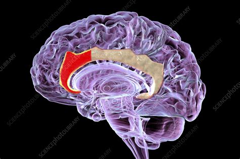 Anterior Cingulate Cortex Illustration Stock Image F043 9083