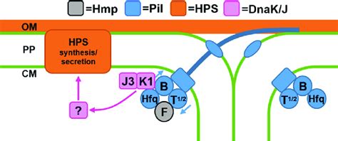 A Working Model Of How The Dnak1dnaj3 Chaperone System Coordinates T4p