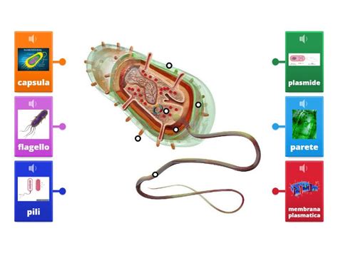 La Cellula Procariote Labelled Diagram
