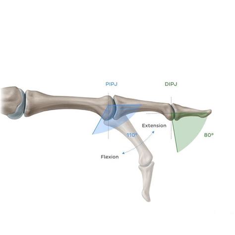 Interphalangeal Joints Of The Hand Physiopedia