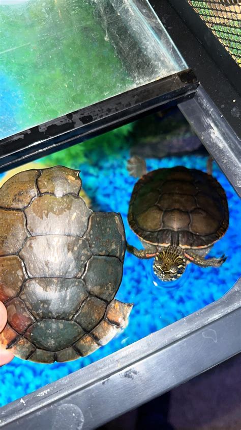 Biggest Shell Peel Ive Ever Seen Rturtle