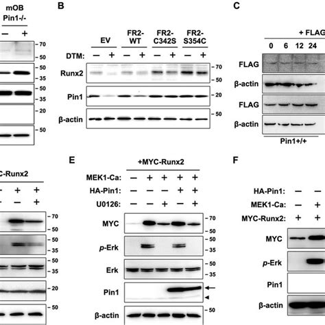 Fgf2 Sitmulated Erkmapk Signaling Strongly Enhanced Pin1 Binding To