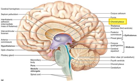 Choroid Eye And Choroid Plexus Function And Choroid Plexus Tumors