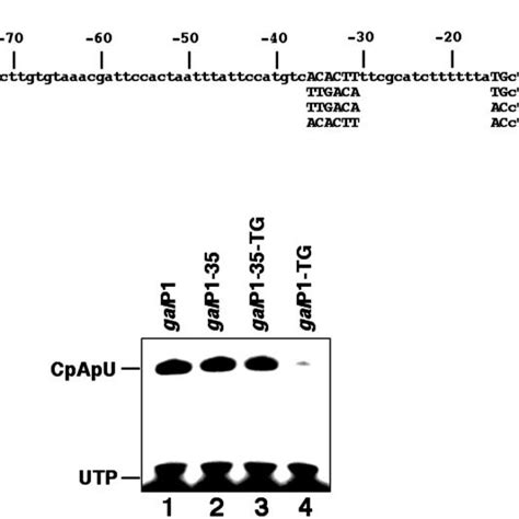Promoter Complex Formation And Promoter Opening At Low Temperature A