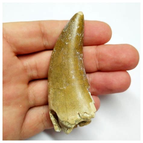 S20 Eocarcharia Dinops Dinosaur Tooth Cretaceous Elrhaz Fm Tenere