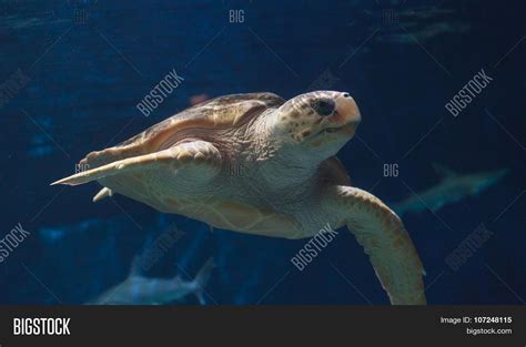 Juvenile Loggerhead Image And Photo Free Trial Bigstock