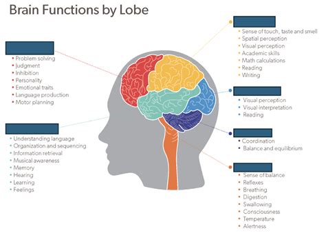 Lobes Of The Brain And Their Functions Diagram Quizlet