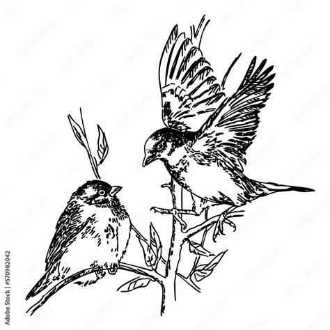 Two Sparrows Are Sitting On A Branch Vector Illustration Of The