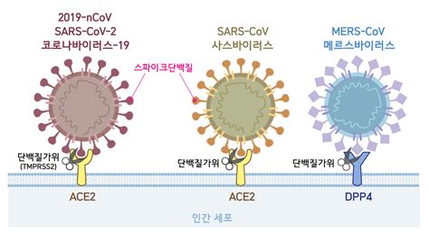 코로나19 과학 리포트 Vol2 코로나바이러스 19의 구조적 특징과 침투 경로를 차단하는 치료 전략