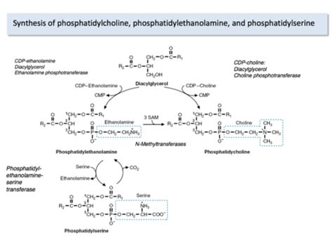 Phosphatidylcholine Synthesis