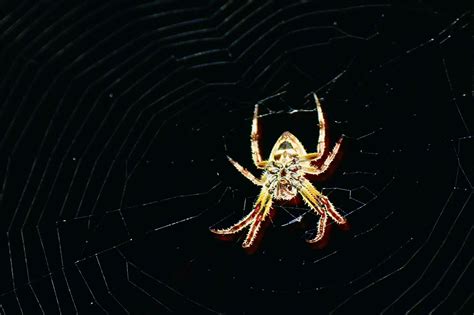 Tropical Orb Weaver