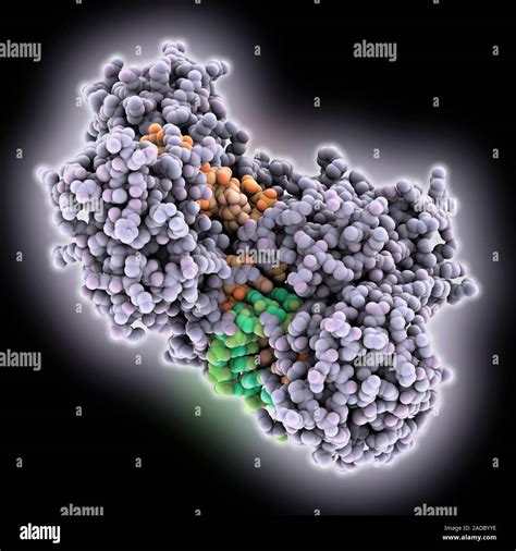 Argonaute 2 Rna Ribonucleic Acid Complex Computer Model Showing The