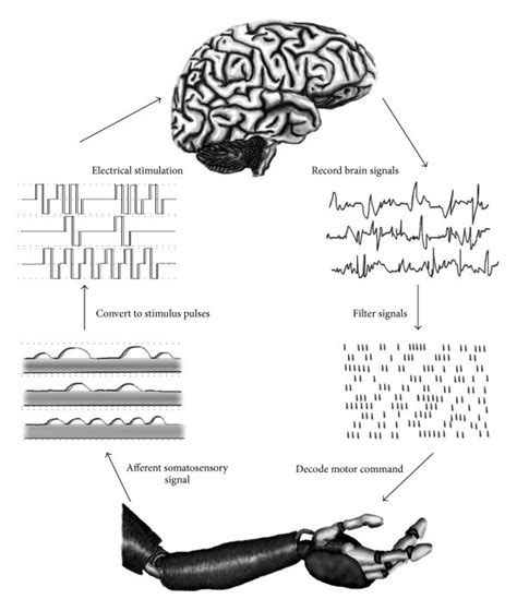 Working Of Neural Prosthetics Using A Brain Machine Interface Afferent Download Scientific