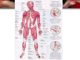 Introduction To Biomechanics PPT