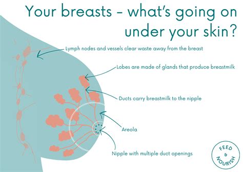 The Ultimate Guide To Breast Engorgement Causes Relief And