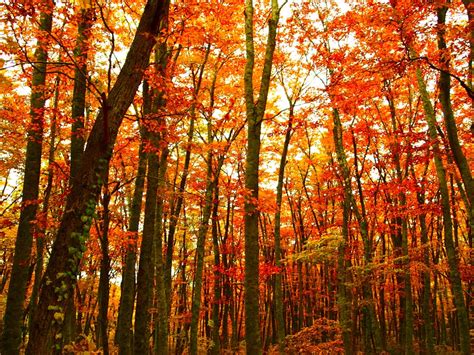 林林林林林 By Kikucchi （id：2230827） 写真共有サイト Photohito