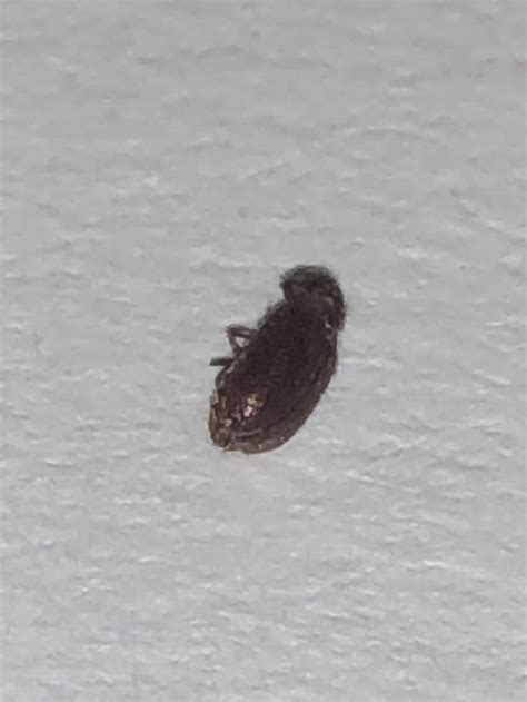 Id Request 2mm Brown Bugs South Australia Rinsects