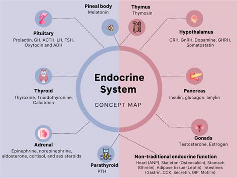 List Of Endocrine Glands And Their Hormones And Functions Pdf Infoupdate Org