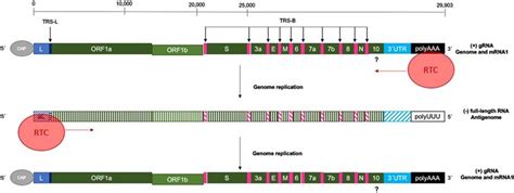 7 Replication Of The Sars Cov 2 Genomic Rna The Positive Sense 1 Download Scientific Diagram