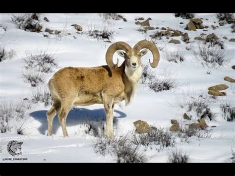 Urial Wild Sheep In Golestan National Park Youtube