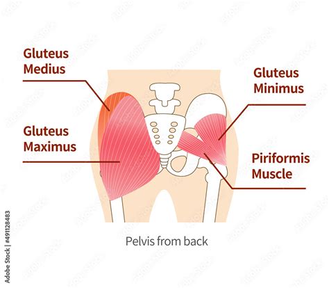 Main Gluteal Muscles Of The Buttocks Large Gluteus Medius Gluteus