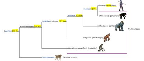 Preconsul Dryopithecus Shivapithecus Ramapithecus