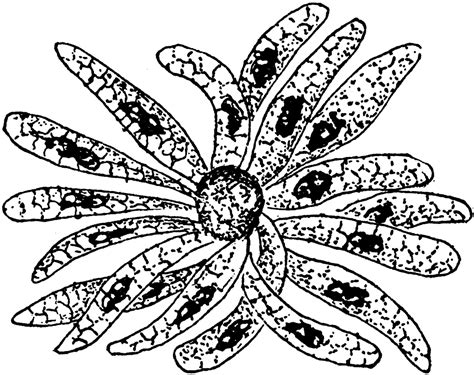 Formation Of Cyclospora Cayetanensis Spores Clipart Etc