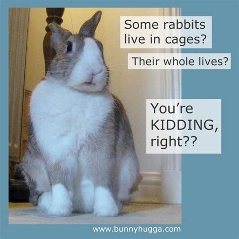400 Best Bunny Meme Ideas Bunny Bunny Meme Funny Bunnies
