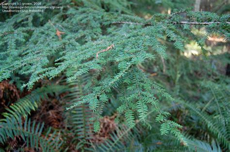 Plantfiles Pictures Western Hemlock Alaska Pine Pacific Hemlock