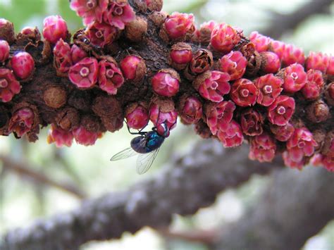 世界的な科学チームが18億文字の遺伝コードを使って植物の広大なdna生命樹を明らかにした