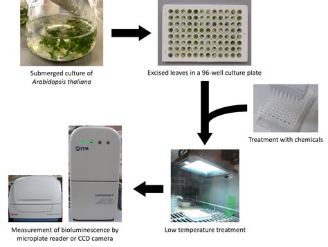 High Throughput Screening Identification Of Chemical Compounds That Affect Cold Regulated Gene