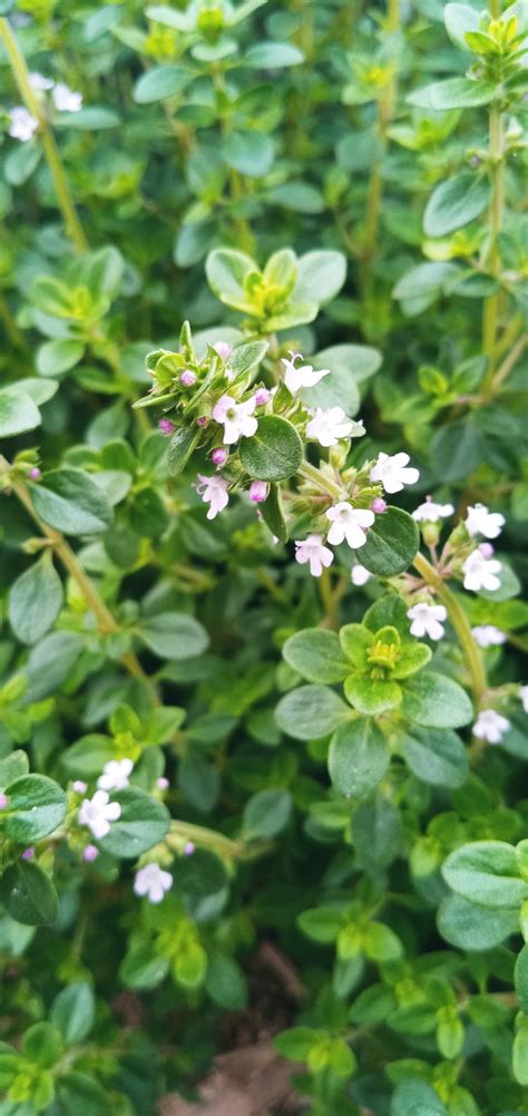백리향 꽃이 다르게 피는 이유 지식in
